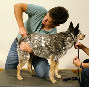 Posture and Your Animal’s Health | Options For Animals